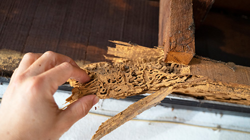 Termite Inspection Checklist | Blog | Green Wing Services